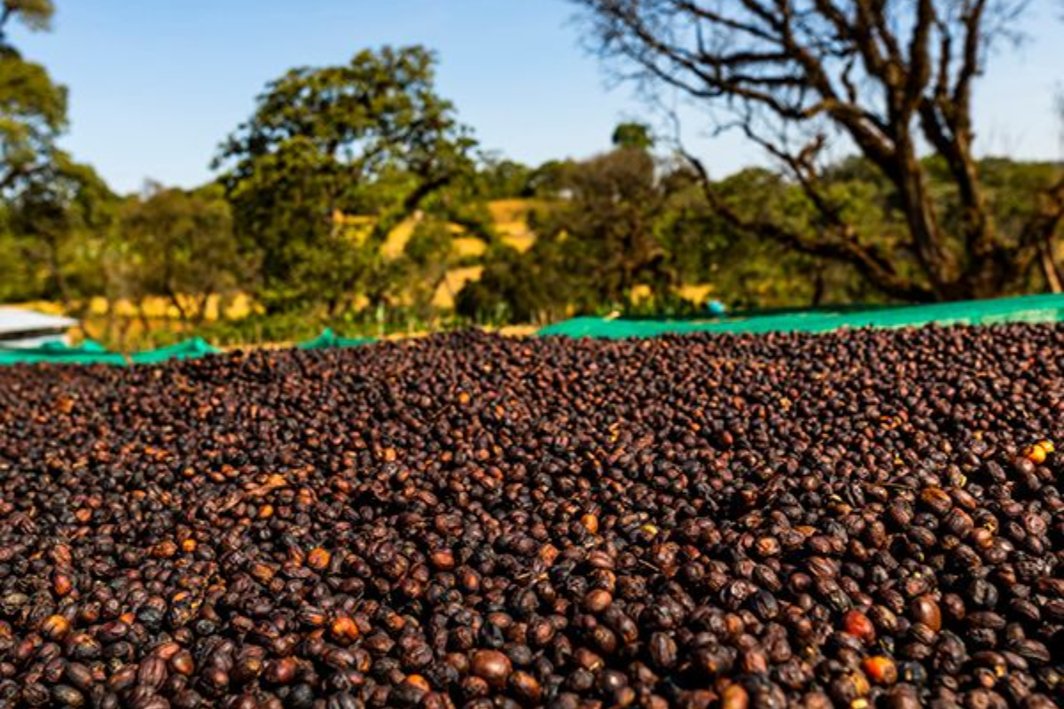 Why Is Coffee Getting More Expensive? Let’s Talk About It. – BLK & Bold ...